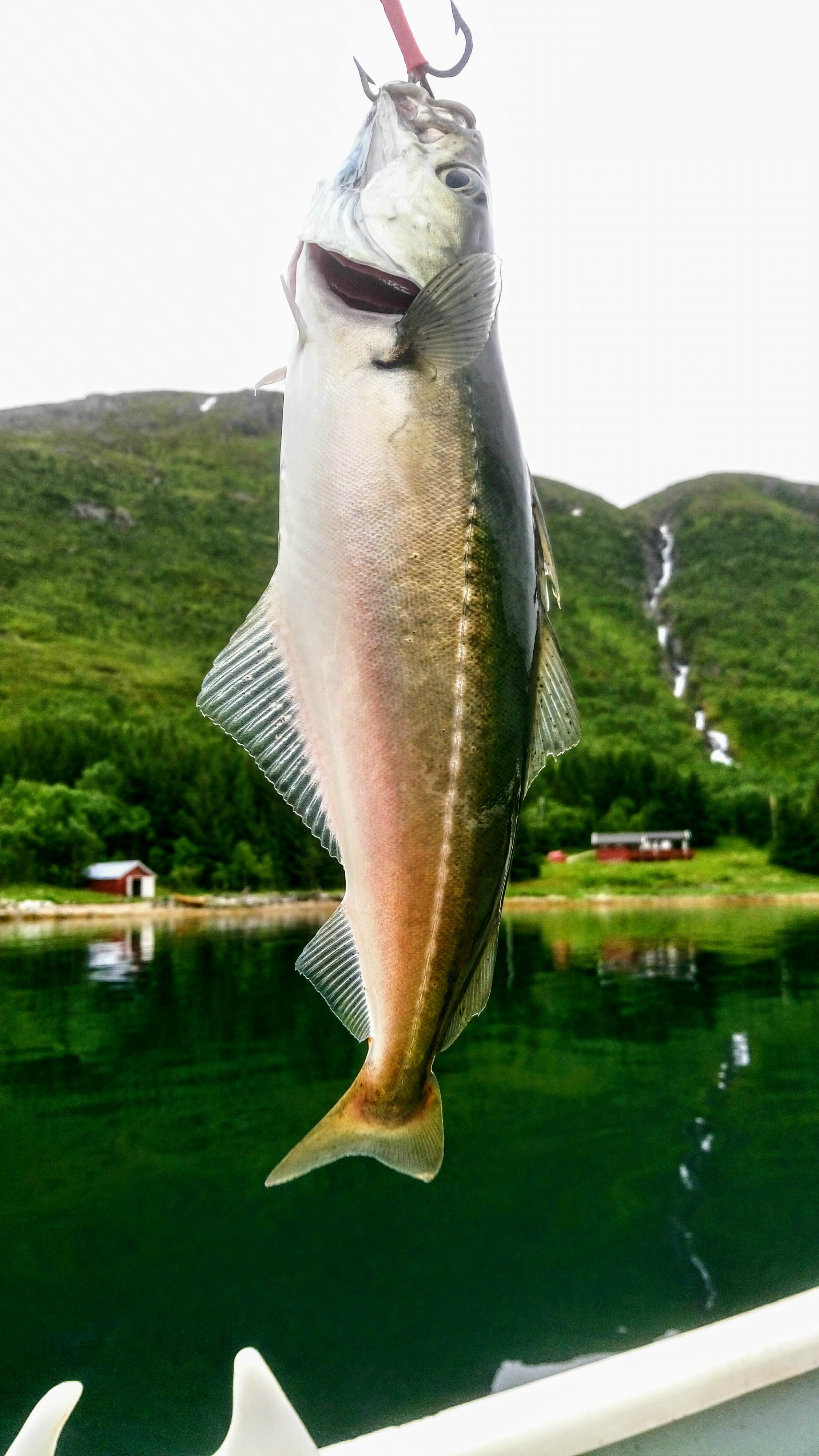 11 things not to miss in Tromsø - Linns Reise - Travel Blog